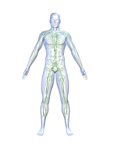 Lymphsystem | Lymphatische Organe, Lymphgefäßsystem